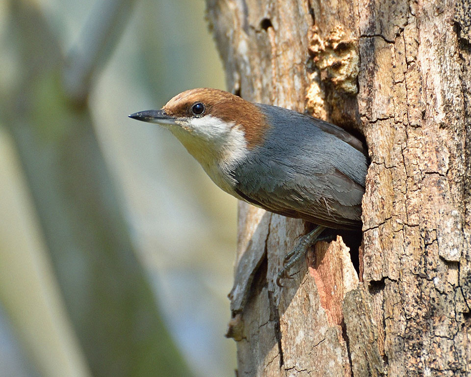 GALVESTON.COM: Brown-headed Nuthatch - Galveston, TX