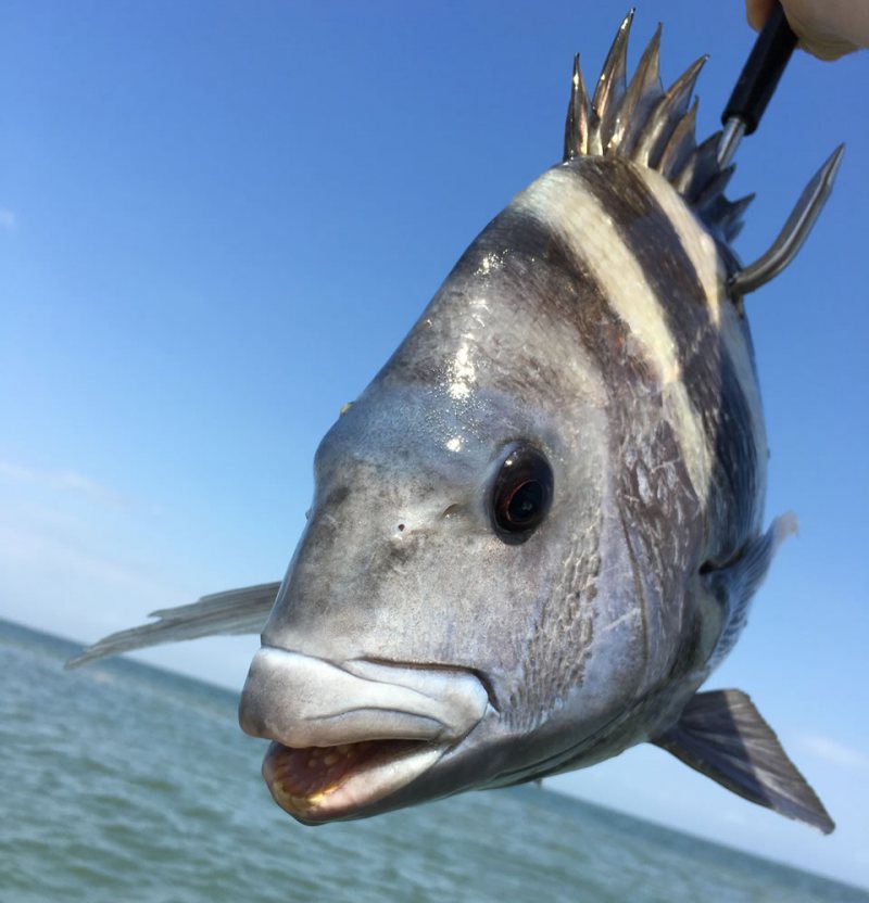 GALVESTON.COM: Catching Sheepshead Is Easy & Fun - Galveston, TX