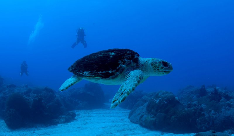 GALVESTON.COM: Flower Garden Banks National Marine Sanctuary ... GALVESTON.COM: Flower Garden Banks National Marine Sanctuary ...