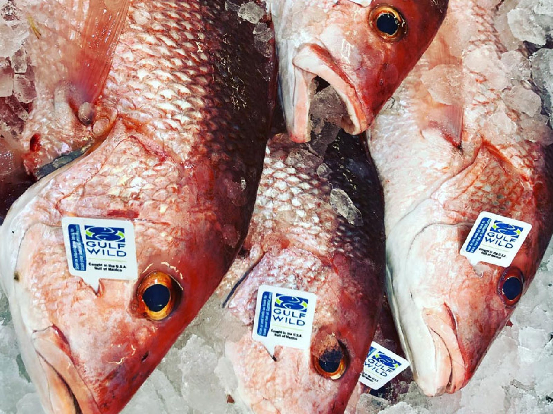 GALVESTON.COM: Katie's Seafood House - Galveston, TX