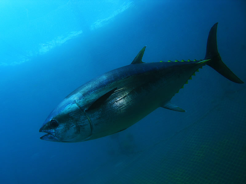 GALVESTON.COM: Texas A&M Team Tracks Tuna Using Ear Bones - Galveston, TX