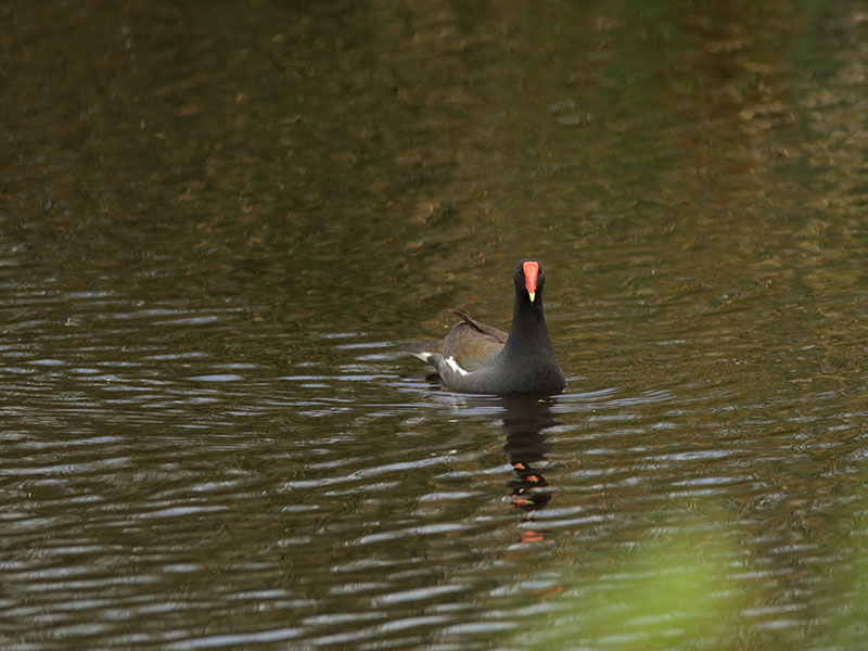 GALVESTON.COM: Common Gallinule - Galveston, TX