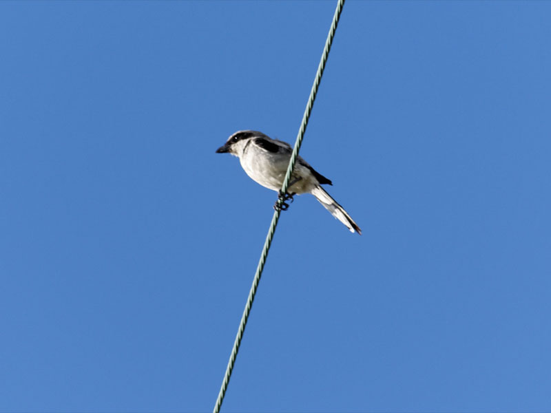 GALVESTON.COM: Loggerhead Shrike - Galveston, TX