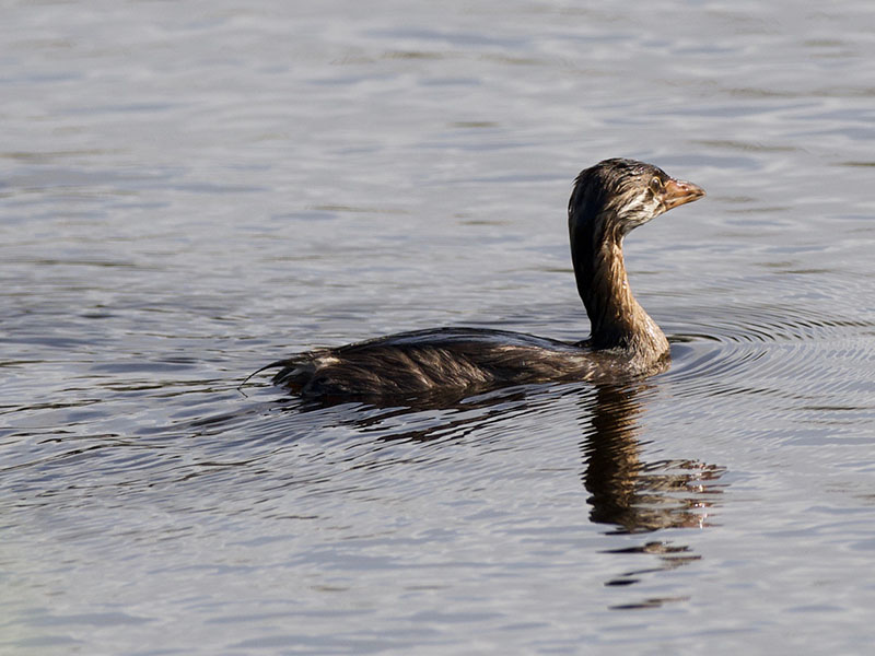 GALVESTON.COM: Pied-billed Grebe - Galveston, TX