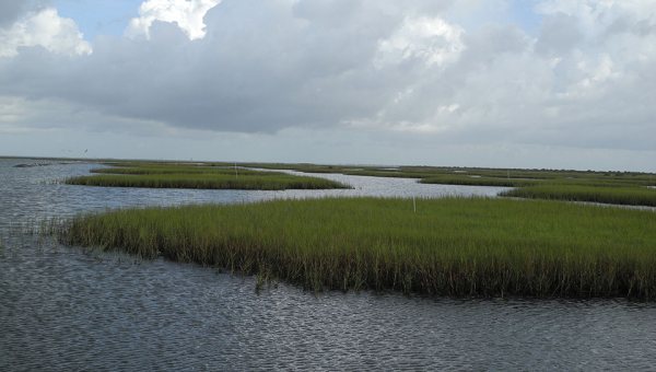 GALVESTON.COM: Like Beaches, Salt Marshes Need Restoration, Too ...
