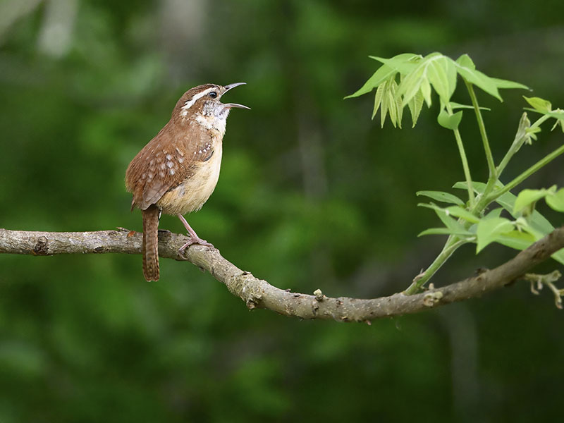 GALVESTON.COM: Vicki Longoria - Galveston, TX